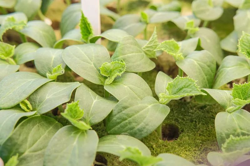 Planting Seeds, Harvesting Connections