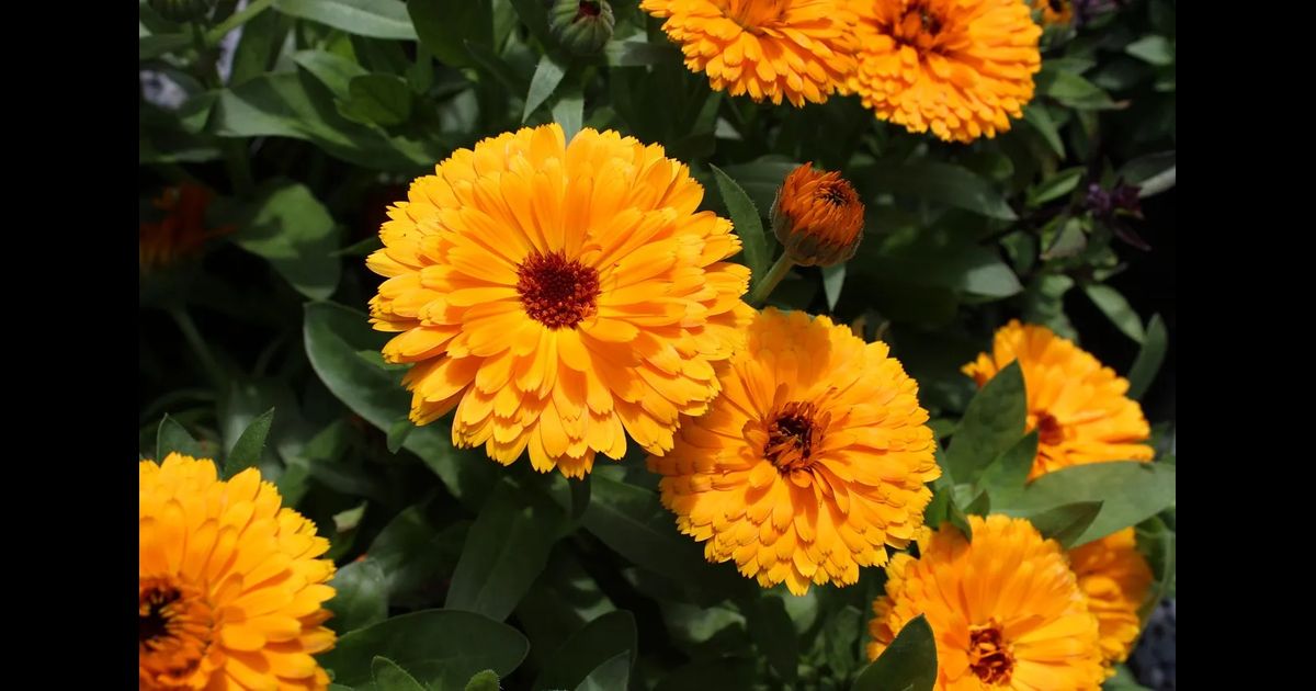 Beautiful & Bountiful