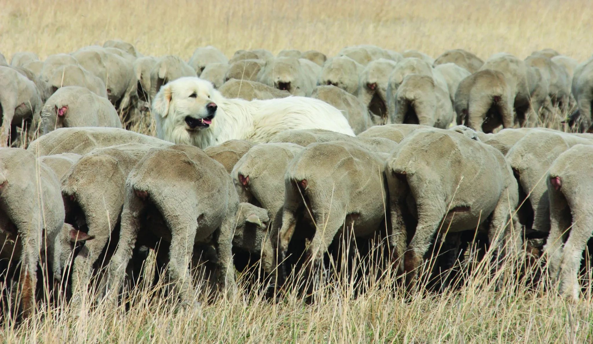The Rise of Livestock Guardian Dogs