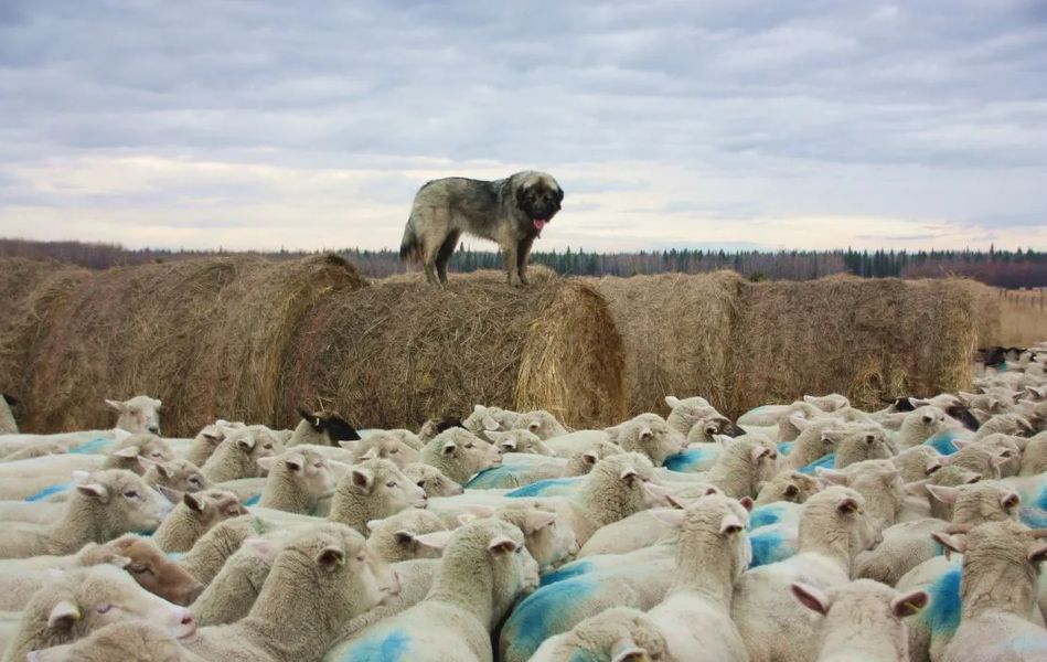 The Rise of Livestock Guardian Dogs