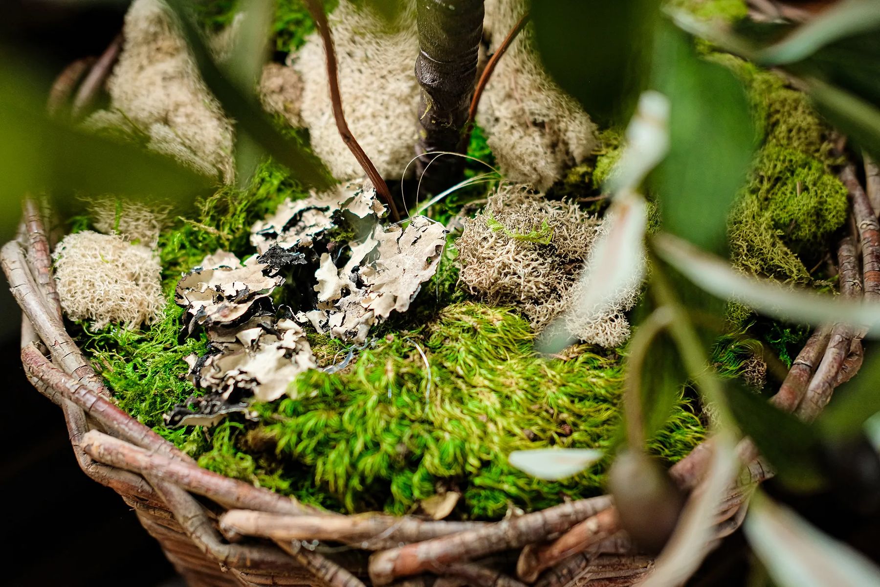 DIY Olive Tree Decor