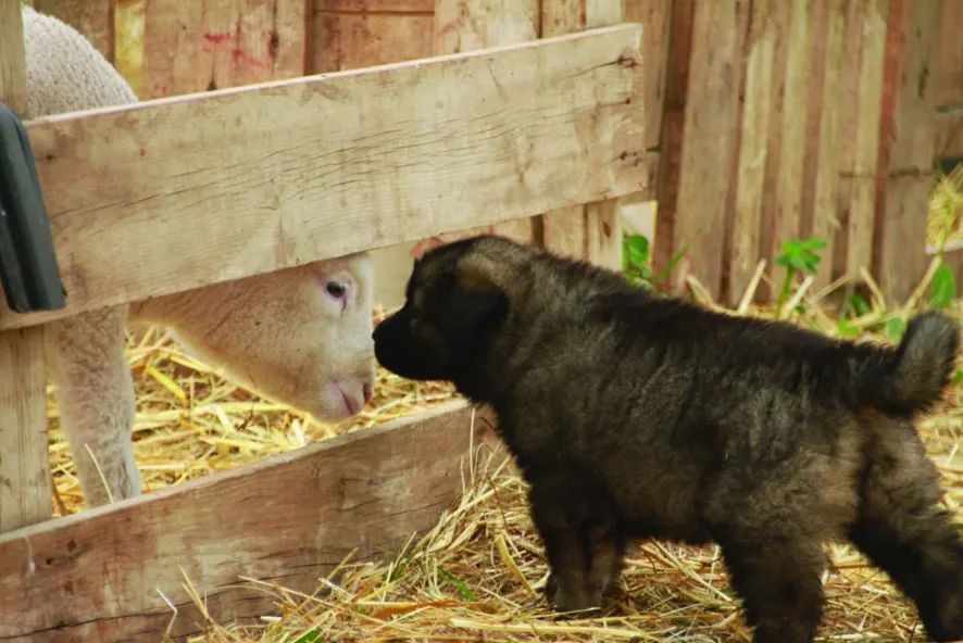 The Rise of Livestock Guardian Dogs