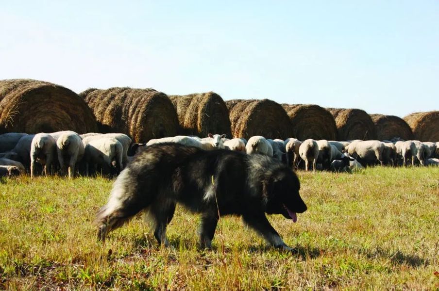 The Rise of Livestock Guardian Dogs