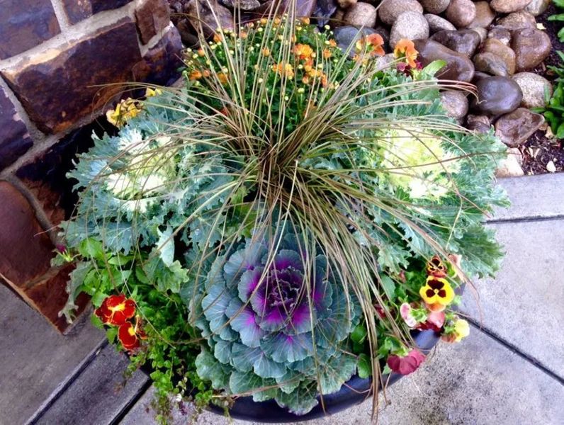 Planting Glorious Fall Color